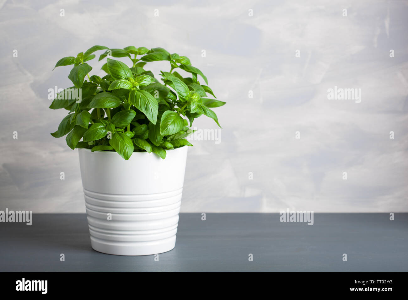 fresh basil herb in pot Stock Photo - Alamy