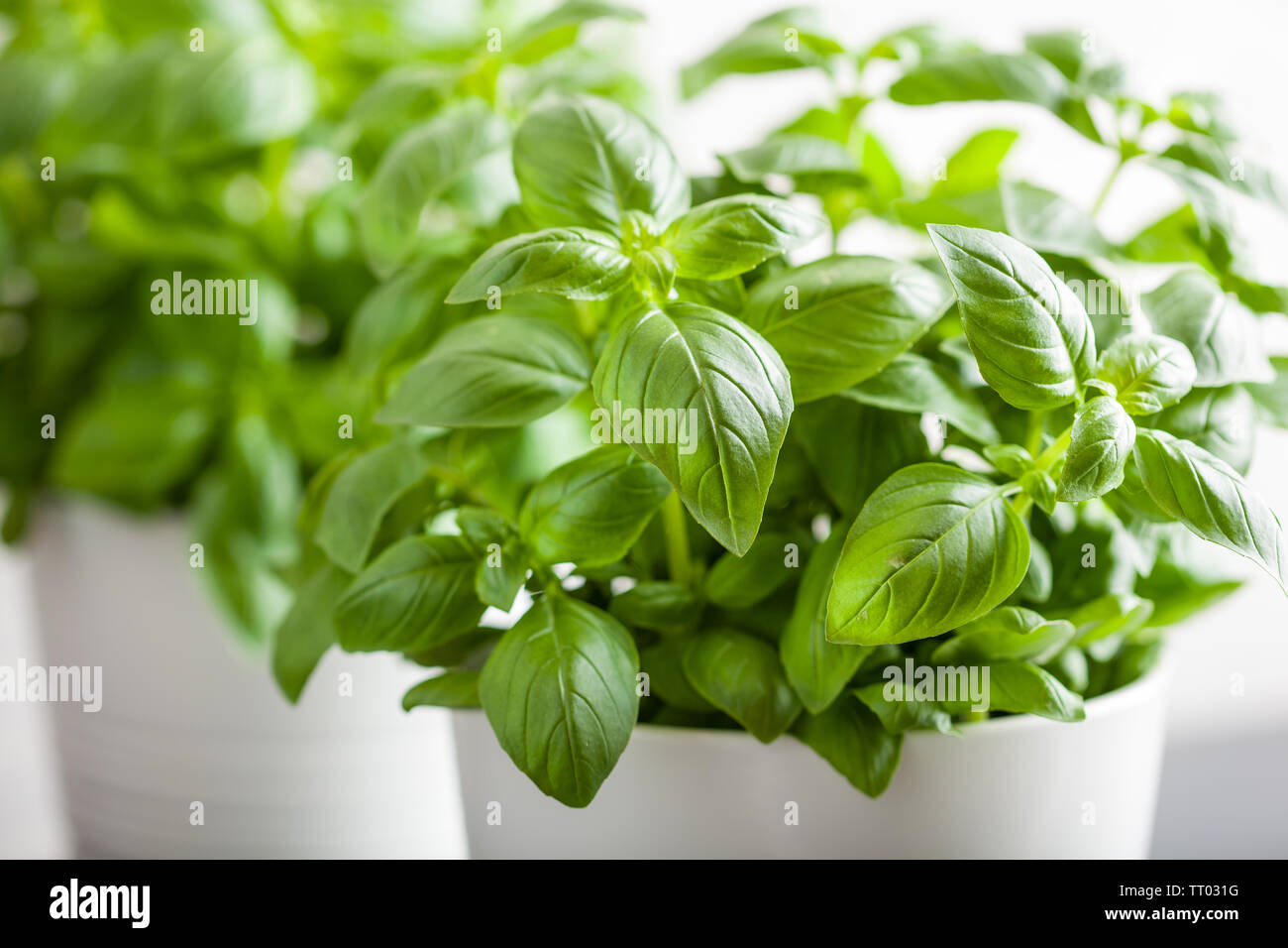 fresh basil herb in pot Stock Photo - Alamy