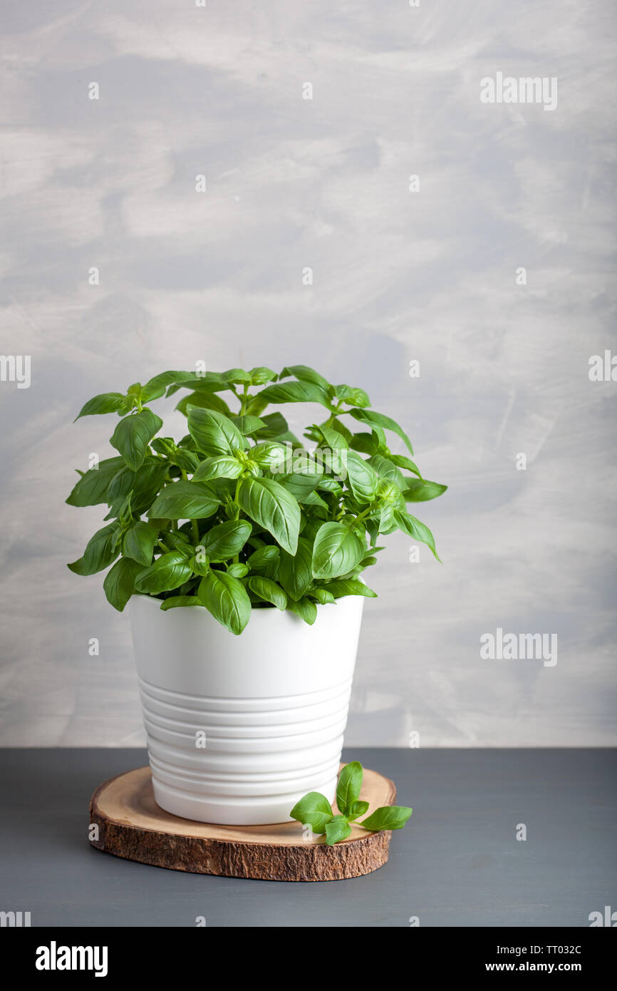 fresh basil herb in pot Stock Photo - Alamy
