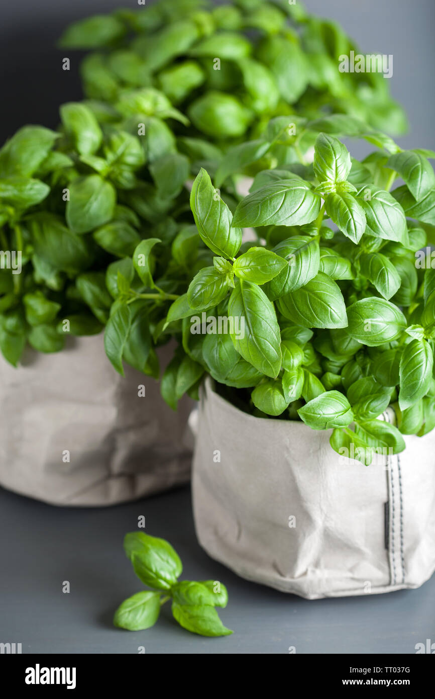 fresh basil herb in paper pot Stock Photo - Alamy