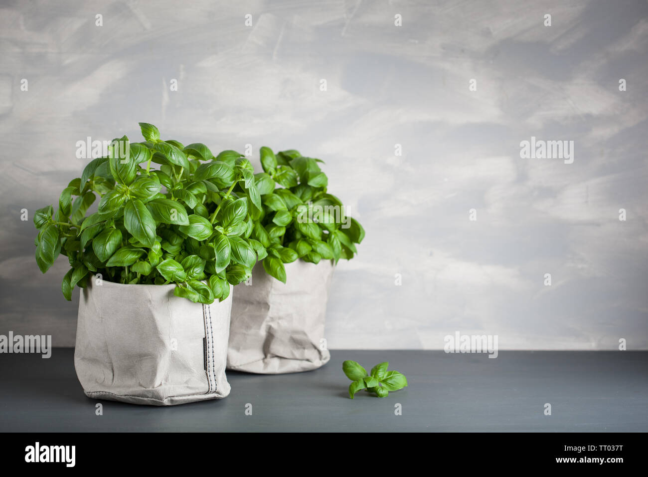 fresh basil herb in paper pot Stock Photo - Alamy