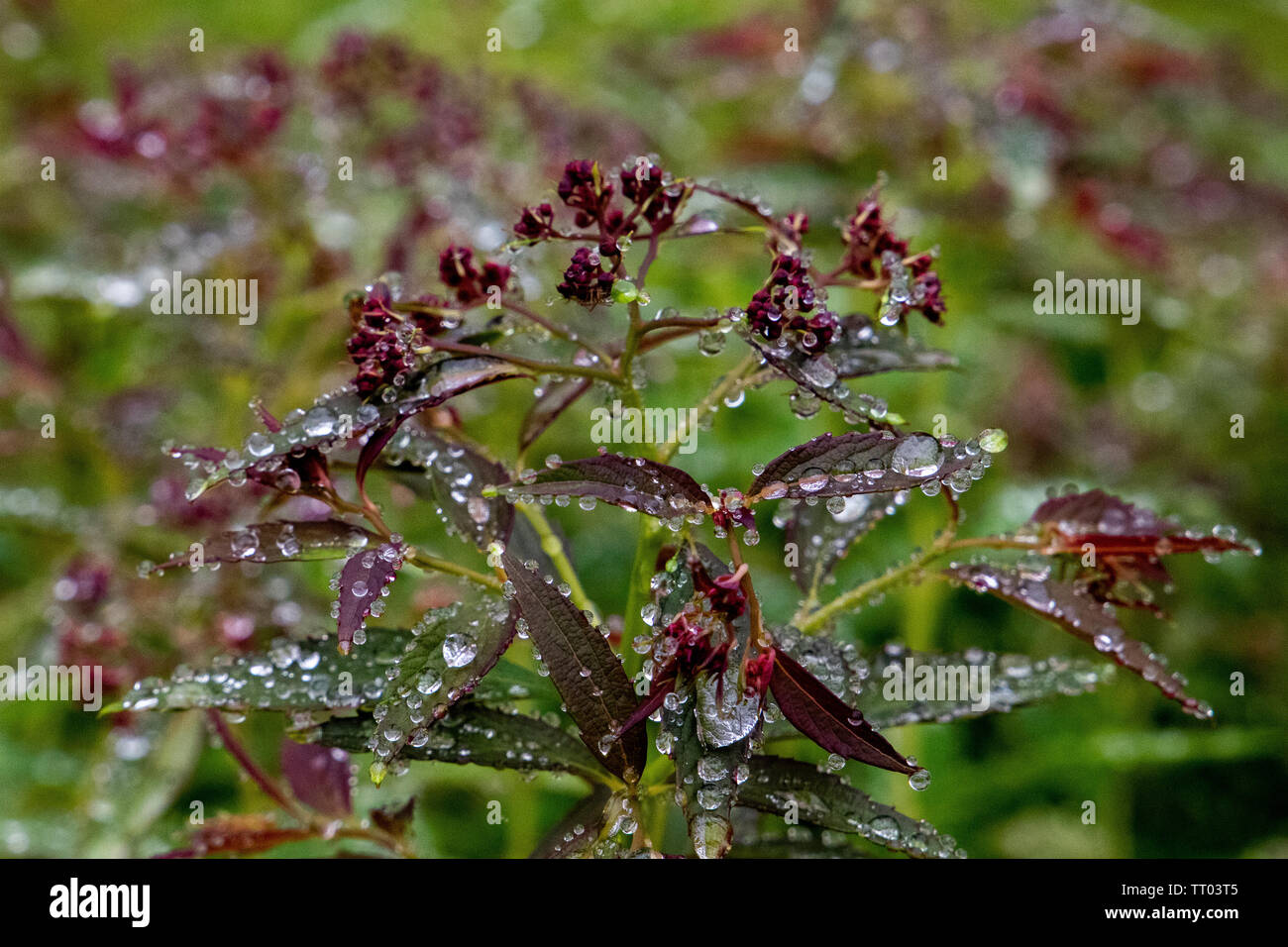 Plant in garden seen after the rain with water droplets on it Stock ...