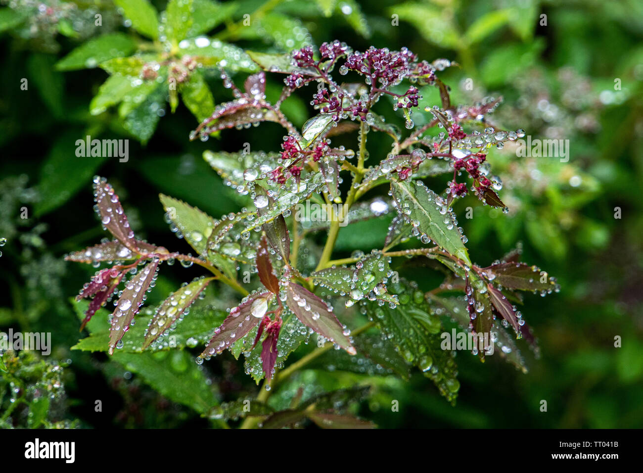 Water droplets seen on plant after heavy rain Stock Photo - Alamy
