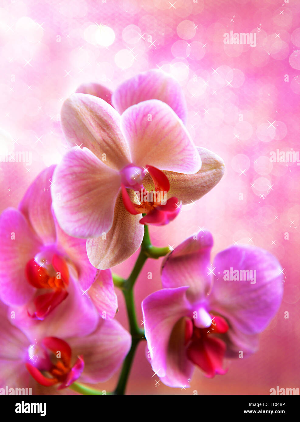 Beautiful orchid on shiny hi-res stock photography and images - Alamy