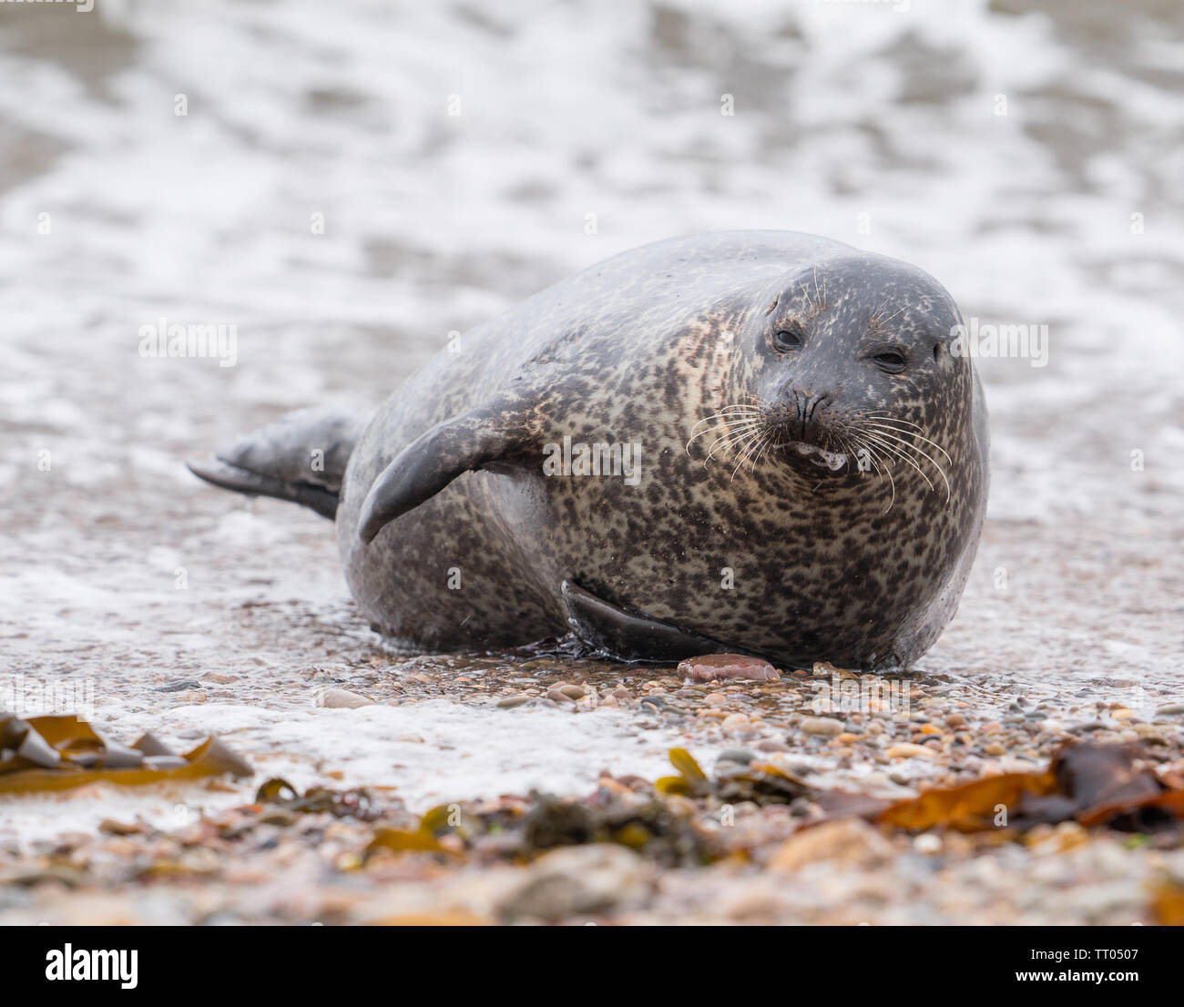 6 June 2019, Portgordon Beach, Moray, Scotland, UK. This is a beached ...