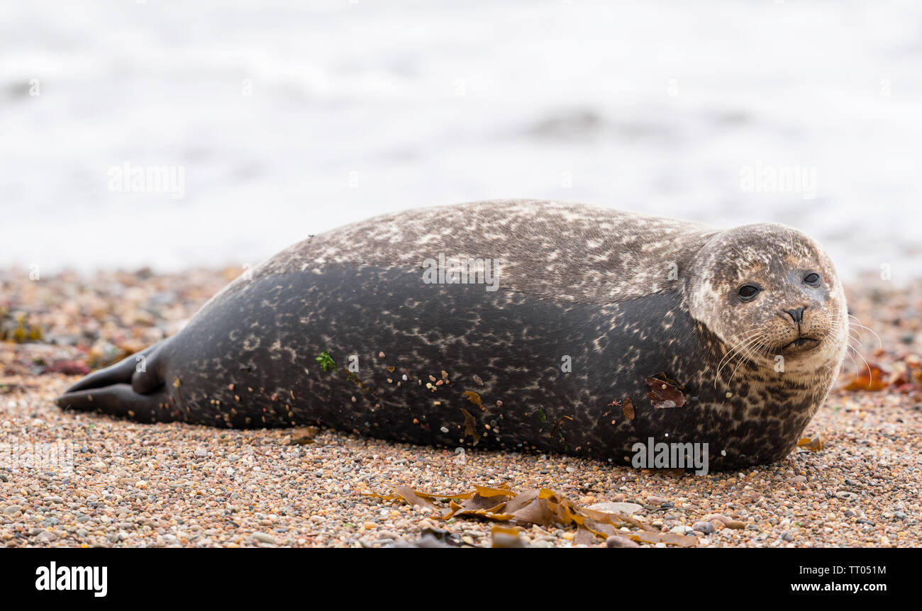 6 June 2019, Portgordon Beach, Moray, Scotland, UK. This is a beached ...