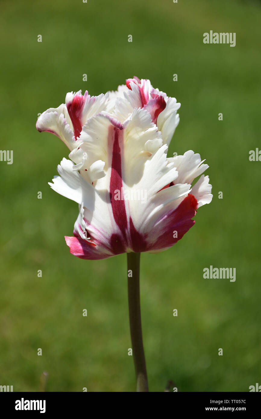 Beautiful ruffled petal white and red parrot tulip in bloom Stock Photo ...