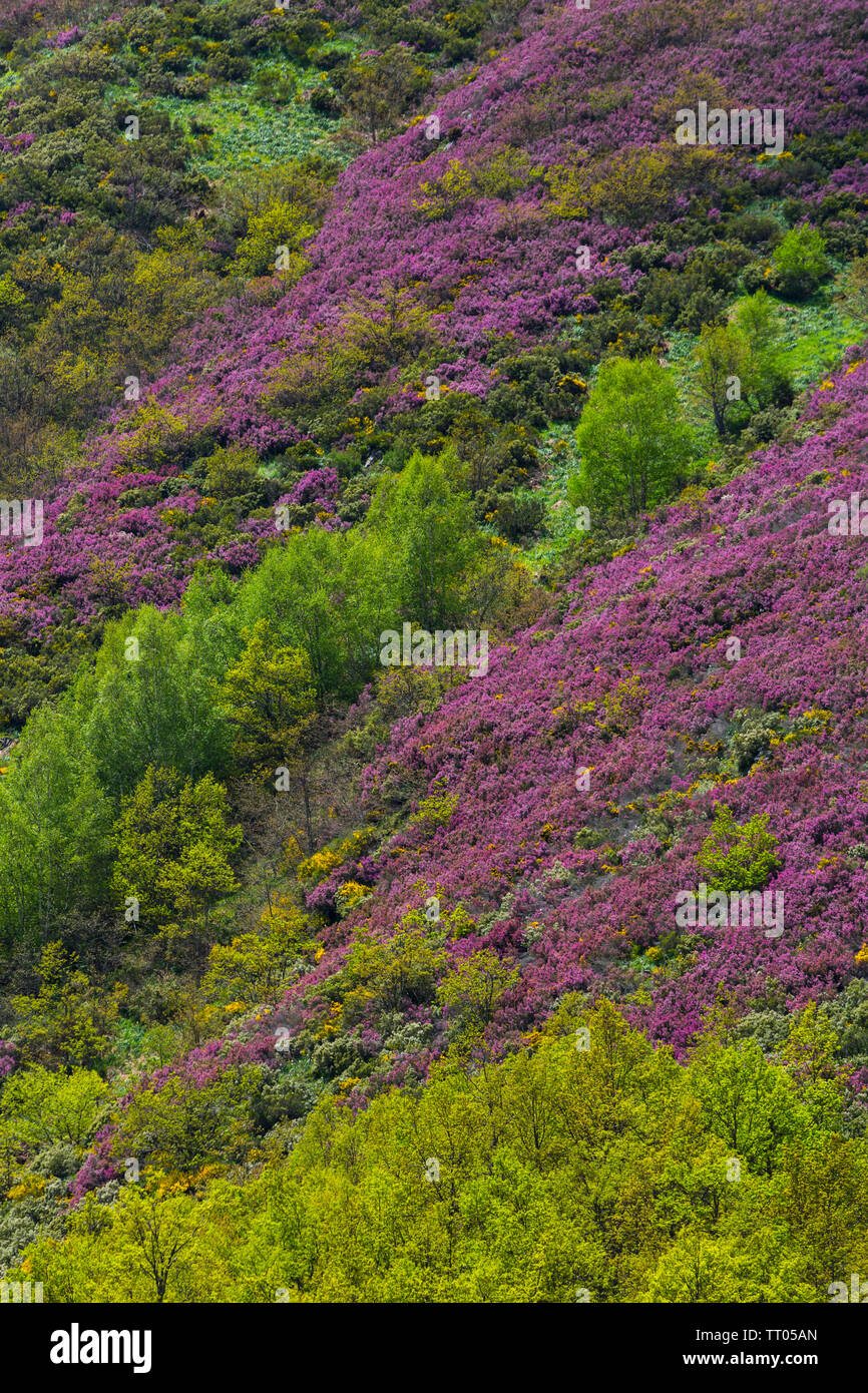 HEATHER (Erica australis), Fuentes del Narcea, Degaña e Ibias Natural ...