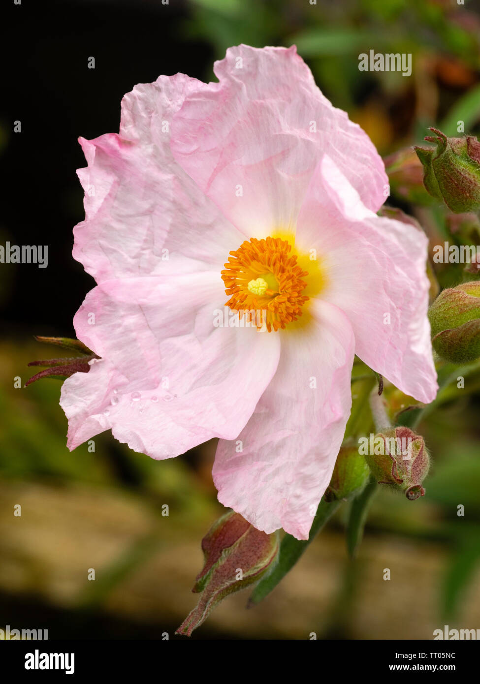Single flower of the summer blooming sun rose, Cistus argenteus 'Silver ...