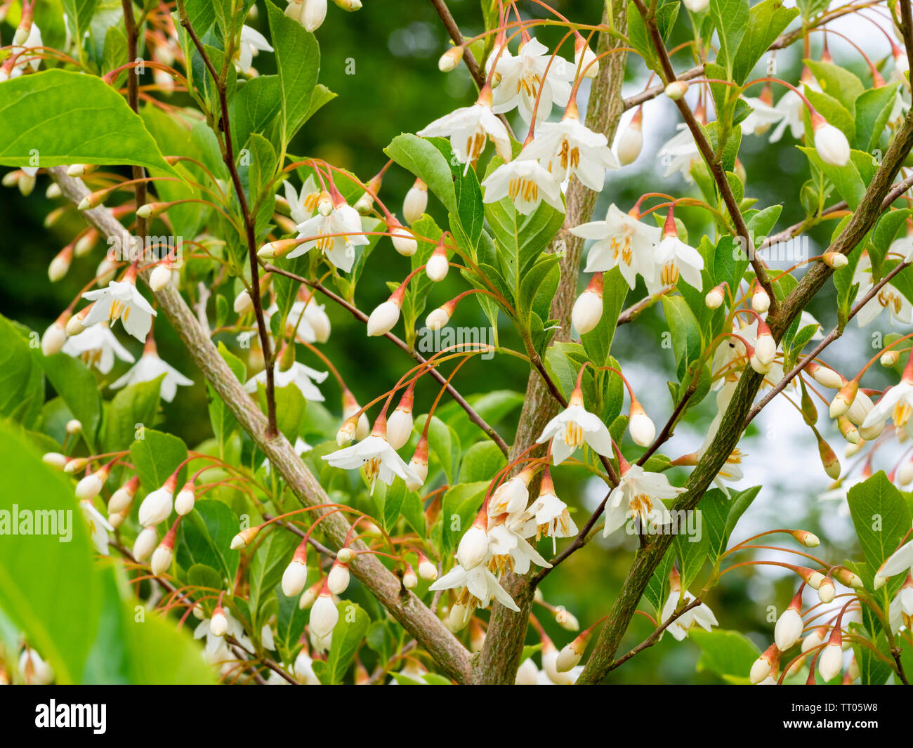Japonica tree hi-res stock photography and images - Alamy