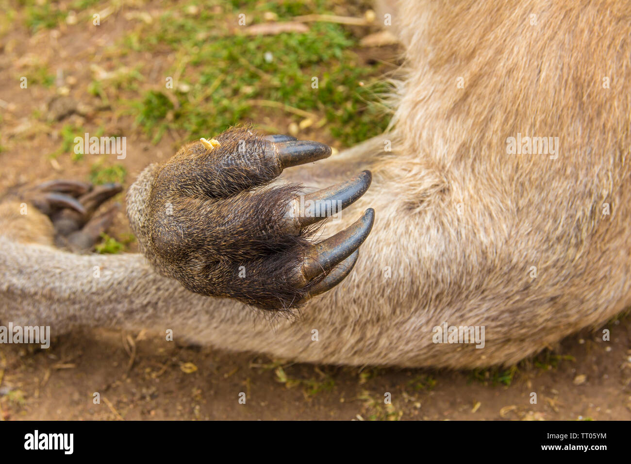 Eastern Grey kangaroo Macropus tasmaniensis forearms and claws closeup ...