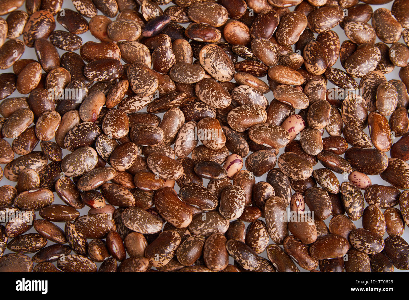 Brown Speckled kidney beans isolated on white background Brown Speckled ...