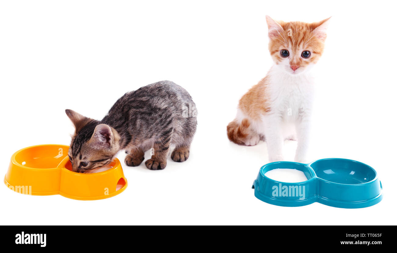 Little kittens drinking milk isolated on white Stock Photo - Alamy