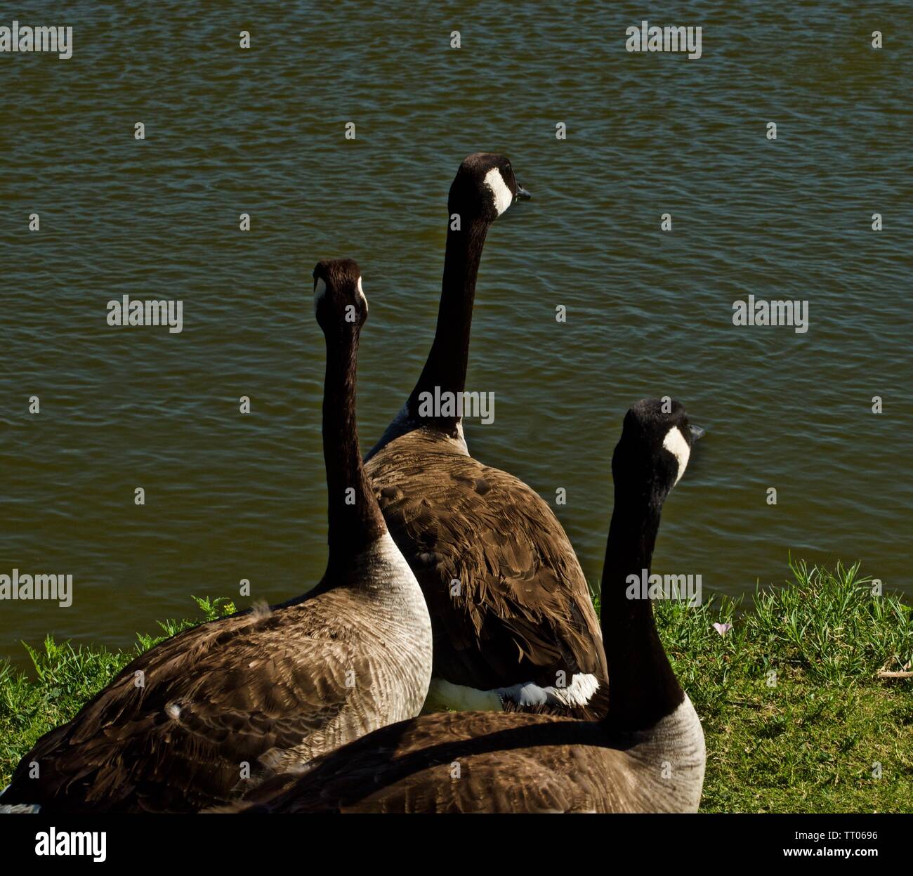 Valuable game geese hi-res stock photography and images - Alamy