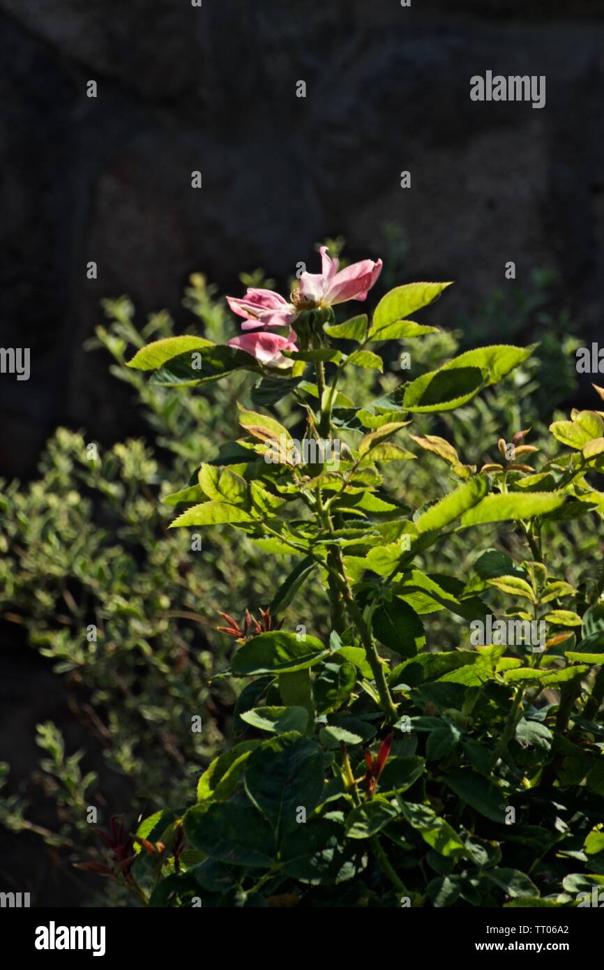 Rock pinks garden hi-res stock photography and images - Alamy