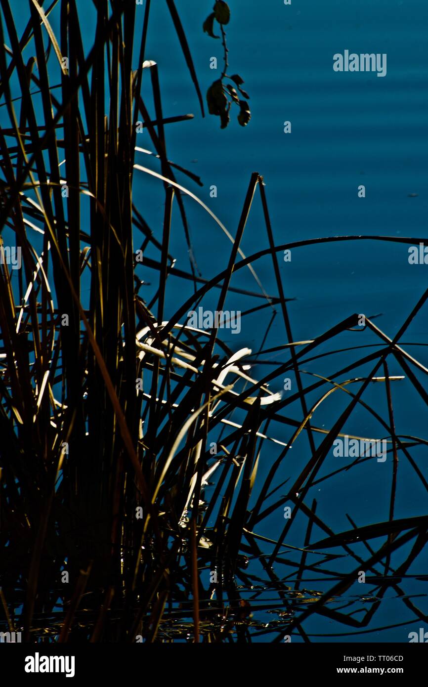 Cattails at Waters Edge, Lindsey City Park Public Fishing Lake, Canyon ...