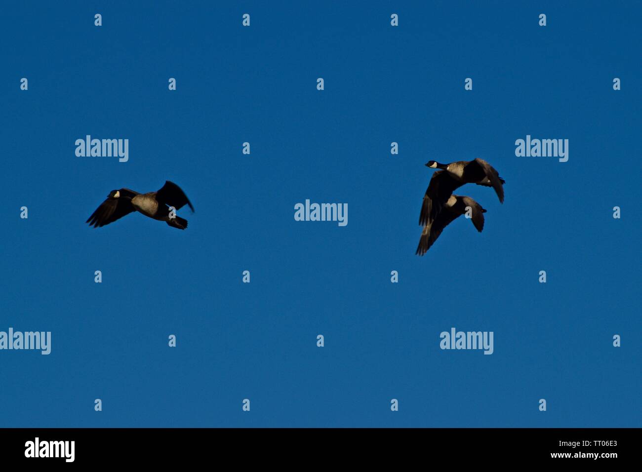 Valuable game geese hi-res stock photography and images - Alamy