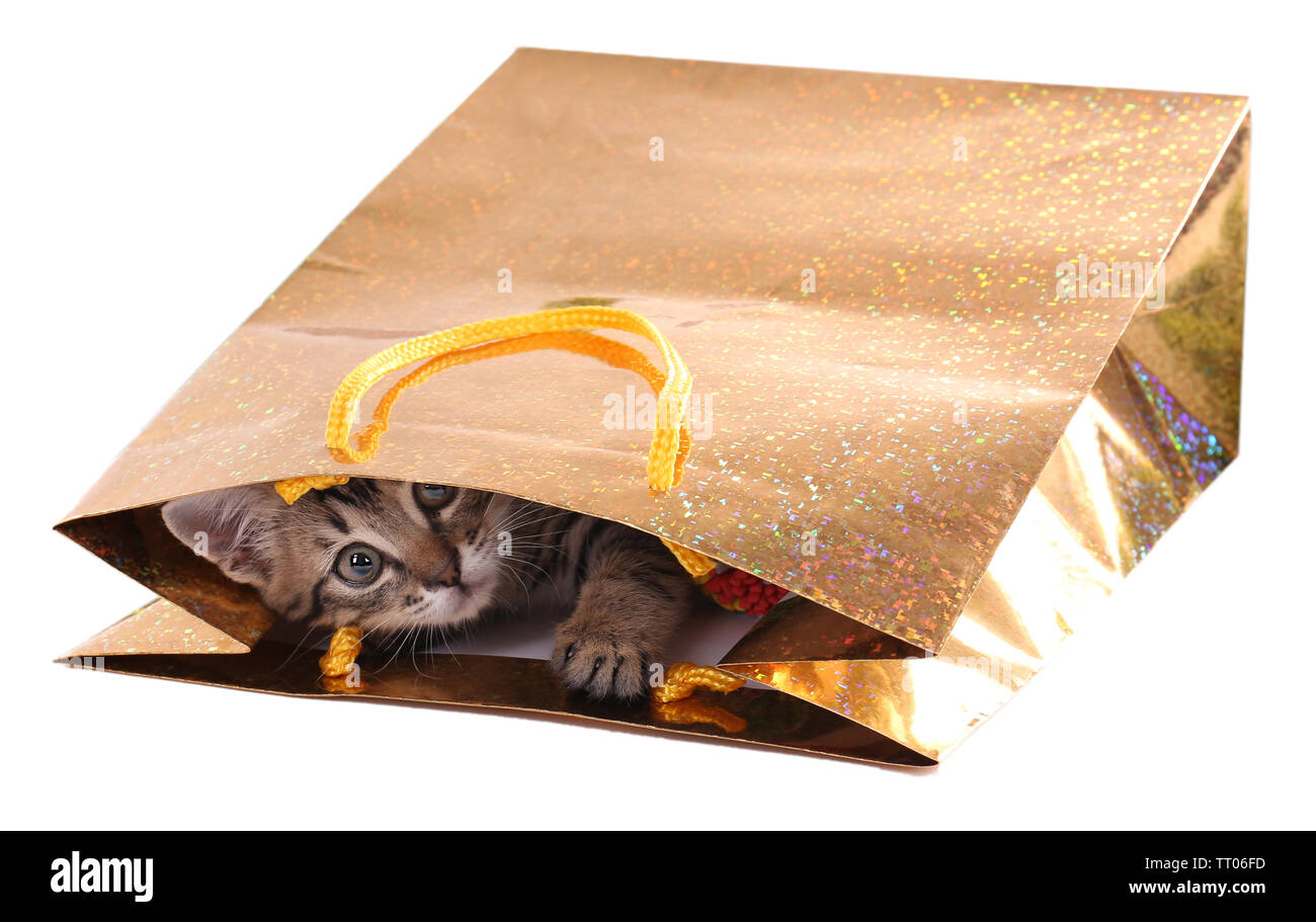 Little kitten in package isolated on white Stock Photo - Alamy