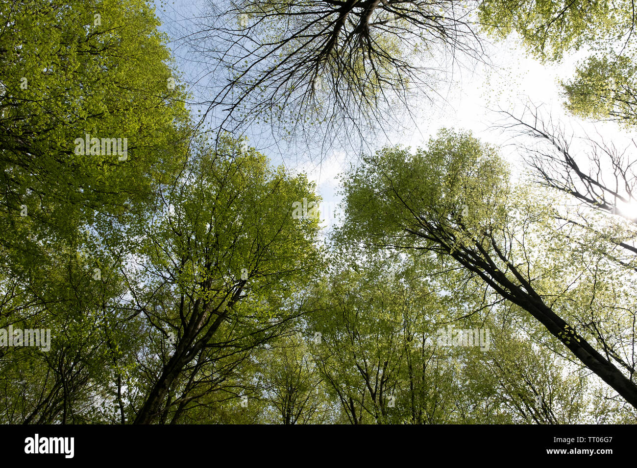 Ethereal trees hi-res stock photography and images - Alamy