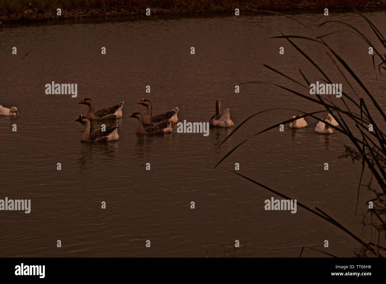 Honking geese hi-res stock photography and images - Alamy