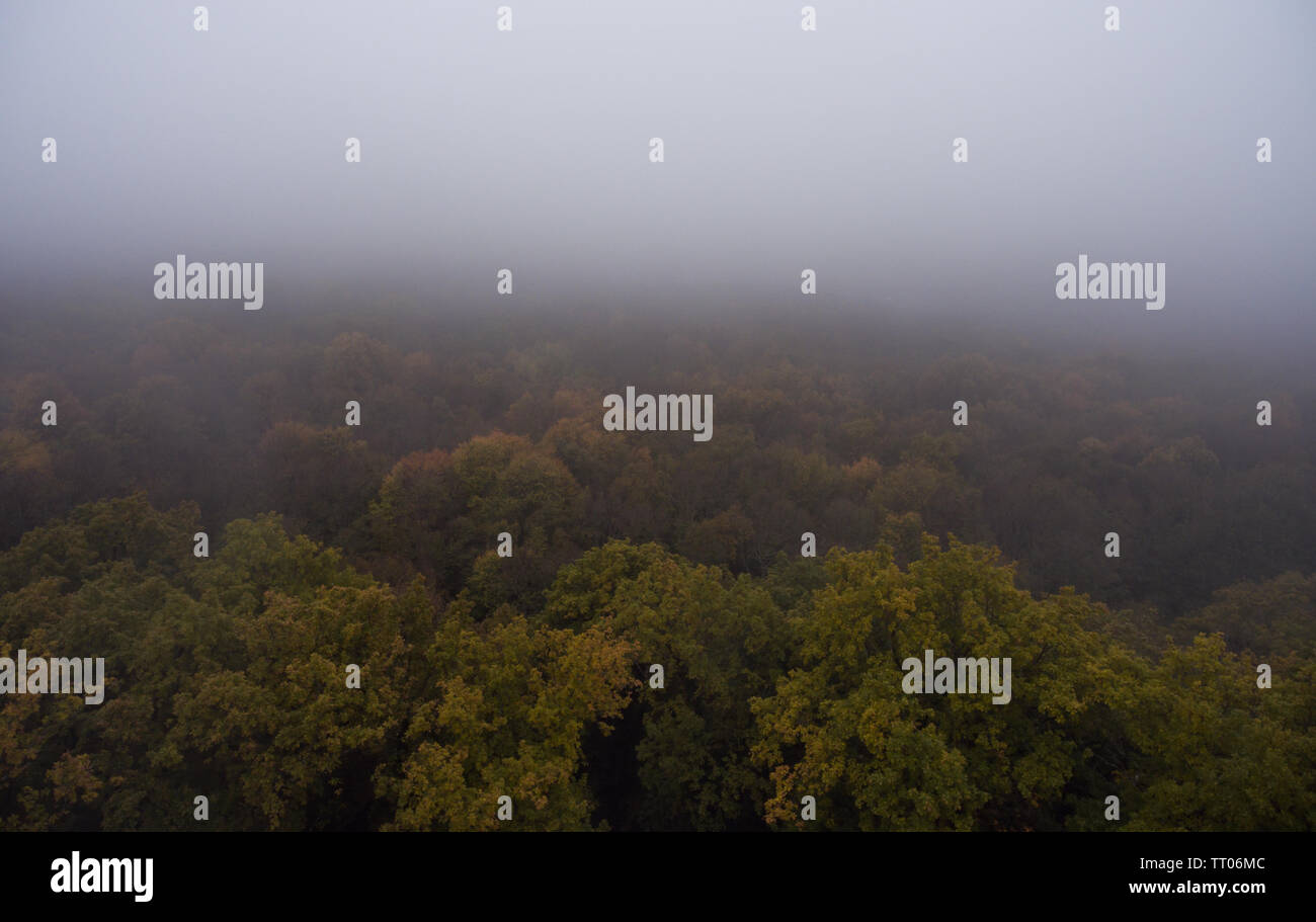 Aerial view. Morning fog over the forest Stock Photo - Alamy