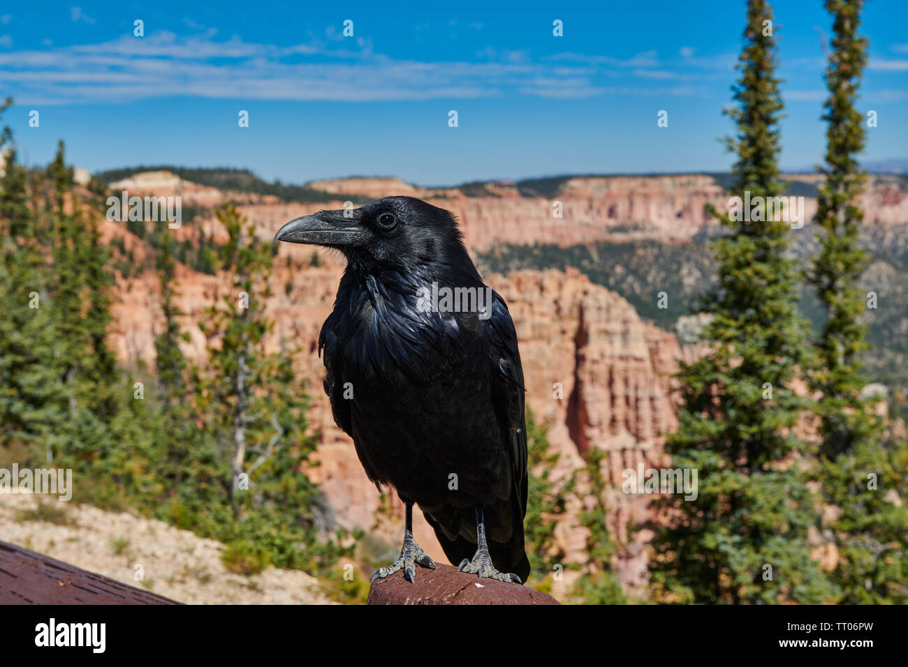 raven at Bryce Canyon National Park, Utah, USA, North America Stock ...