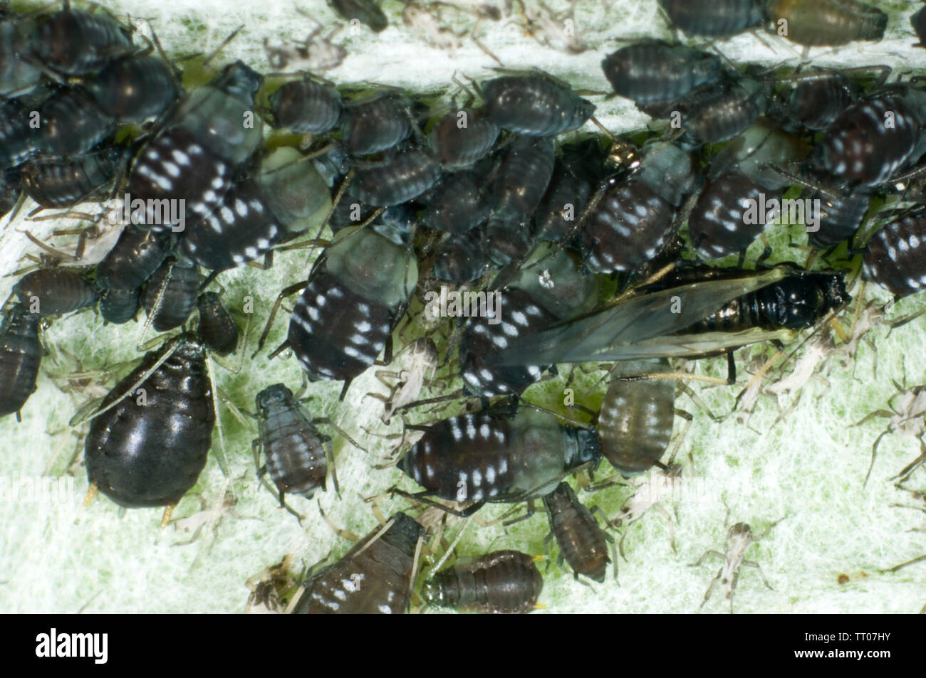 Aphid stylet hi-res stock photography and images - Alamy