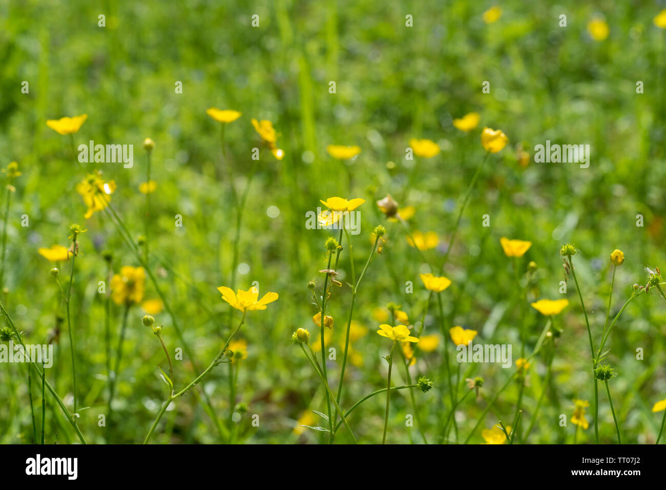 Creeping buttercup ranunculus repens hi-res stock photography and ...