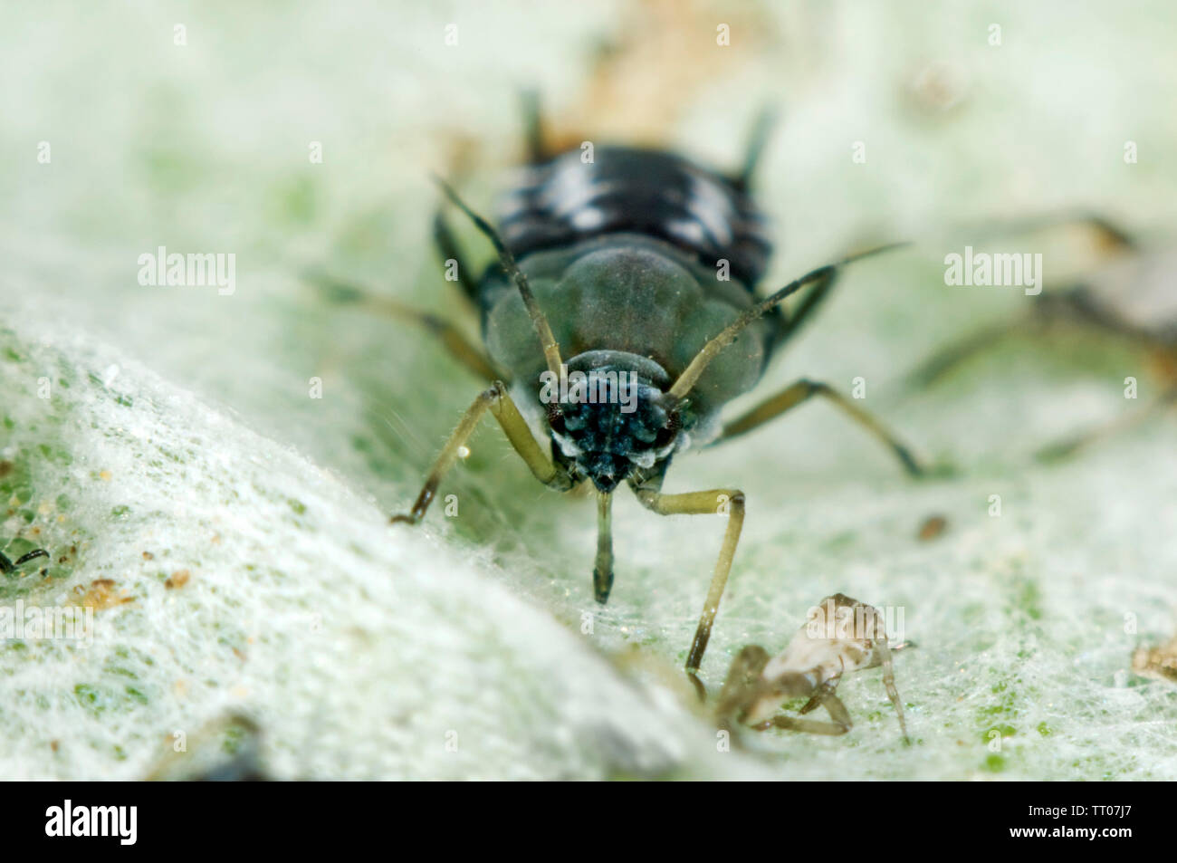 Aphid stylet hi-res stock photography and images - Alamy