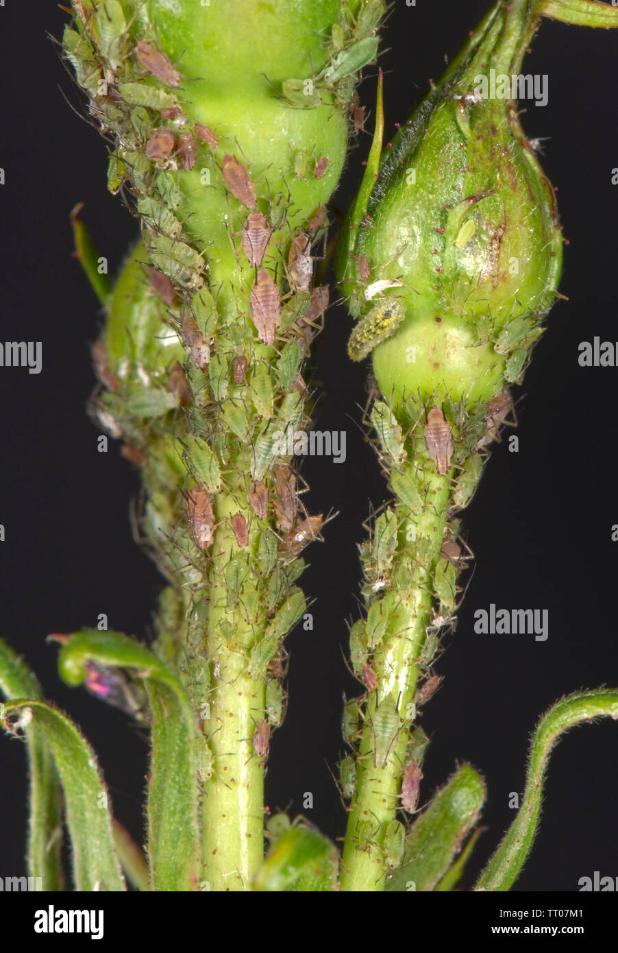 Aphid infestation rose bud hi-res stock photography and images - Alamy