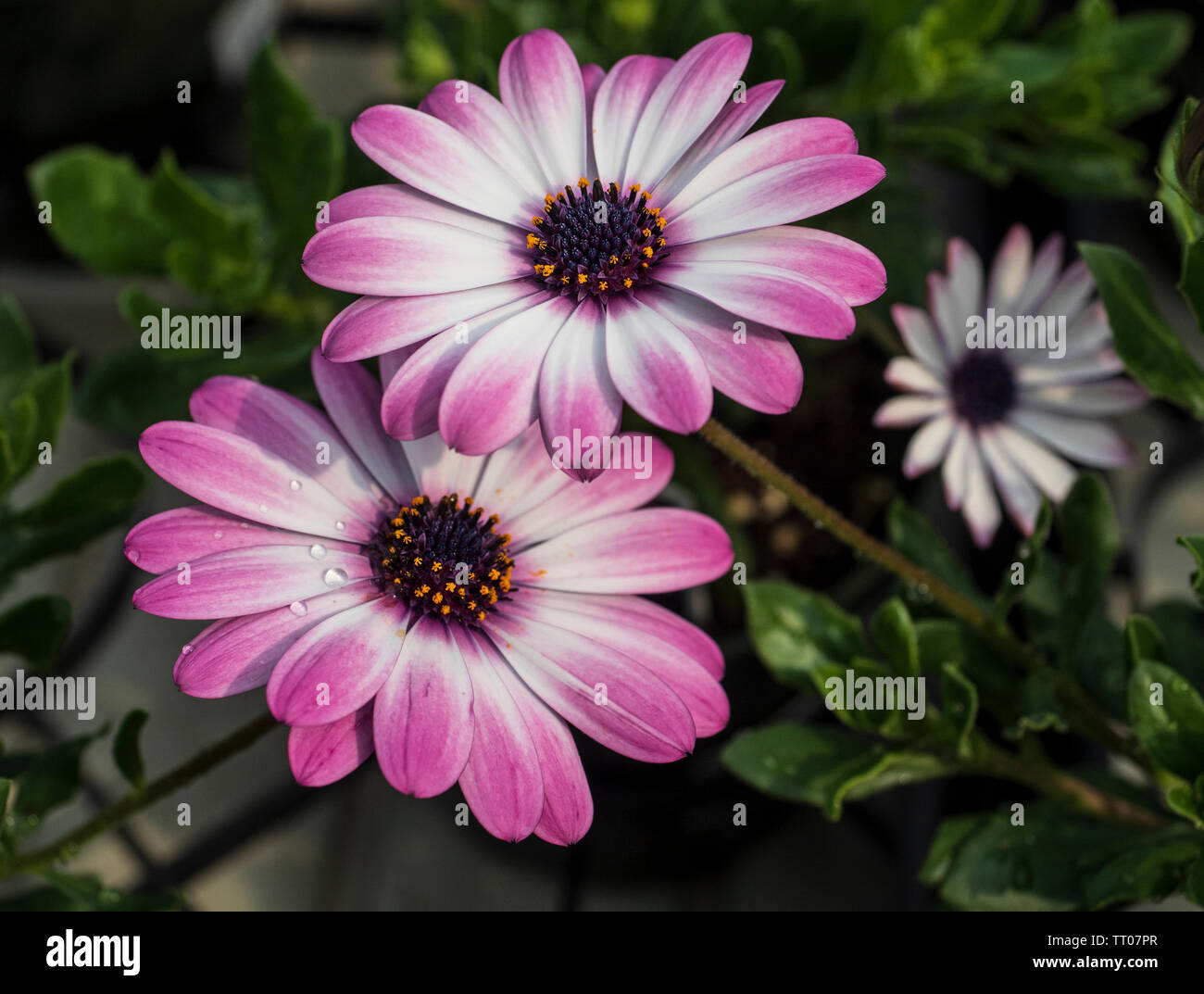 Blooming Pink African Daisy Stock Photo - Alamy