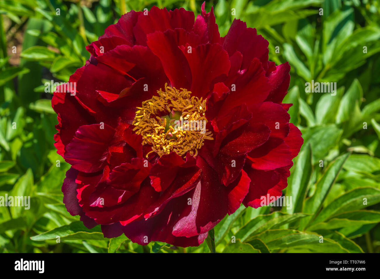 Close up of lilac peony flower Stock Photo - Alamy