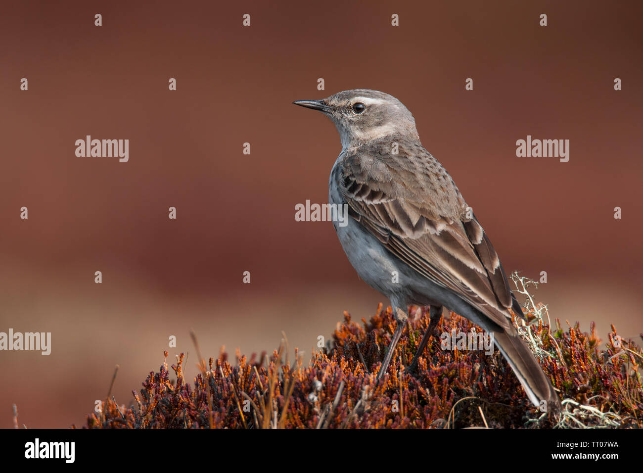 Water pipit (Anthus spinoletta), beautiful songbird sitting on the ...