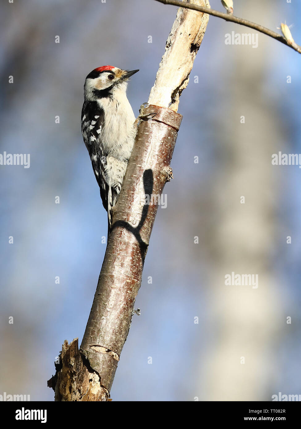Lesser Spotted Woodpecker Stock Photo - Alamy
