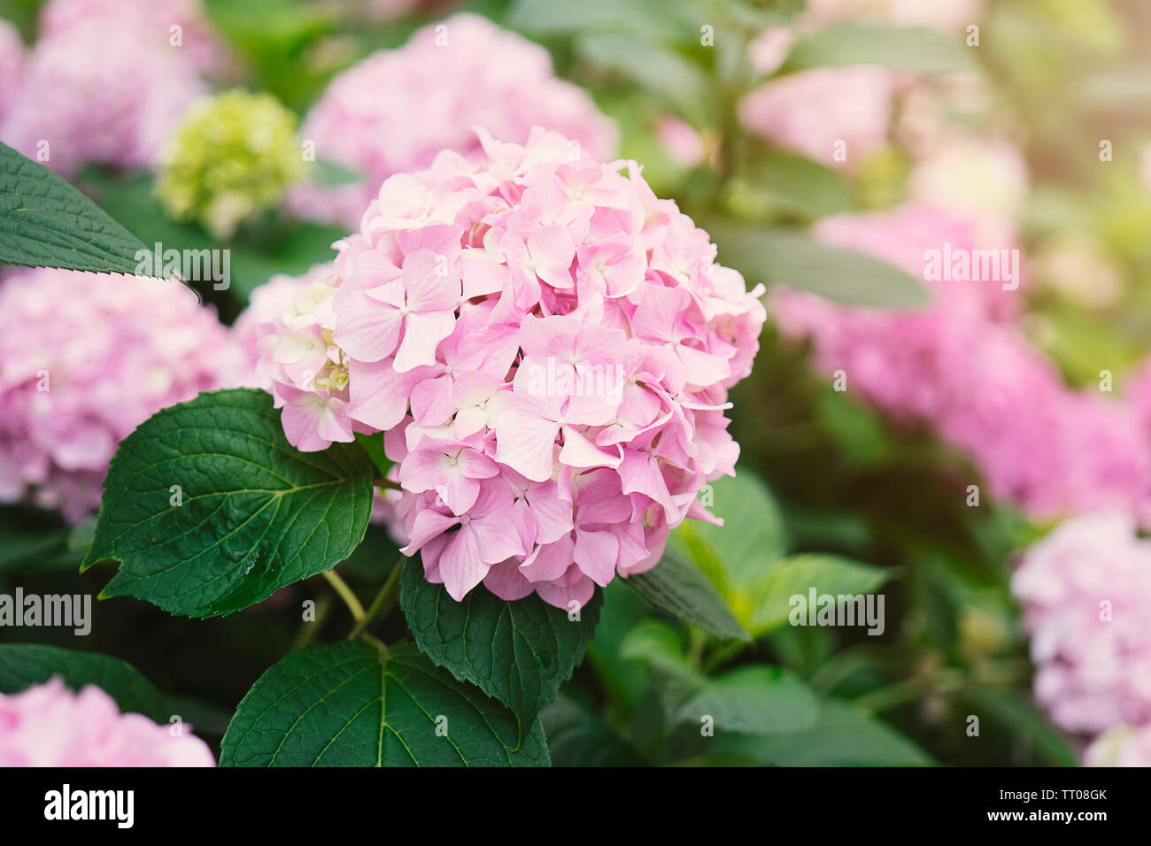 Pink inflorescences of a hydrangea (Hydrangea L.) close up Stock Photo ...