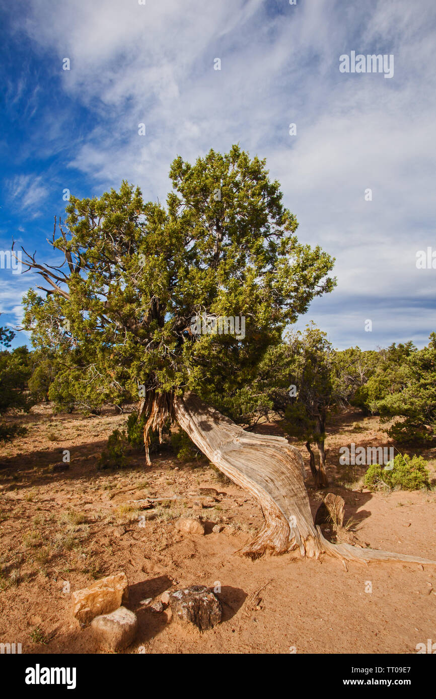 Utah juniper tree hi-res stock photography and images - Alamy