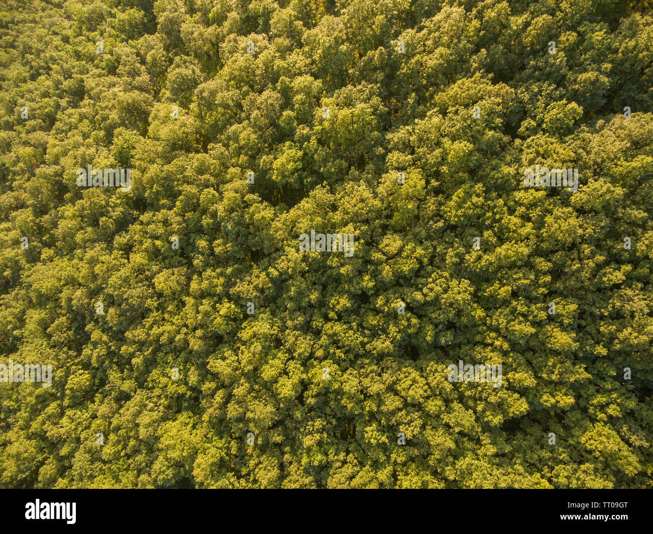 Top view of the tops of deciduous trees. Aerial photo Stock Photo - Alamy