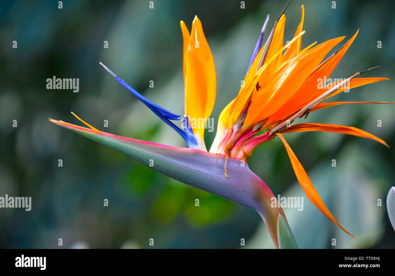 Exotic plants hi-res stock photography and images - Alamy