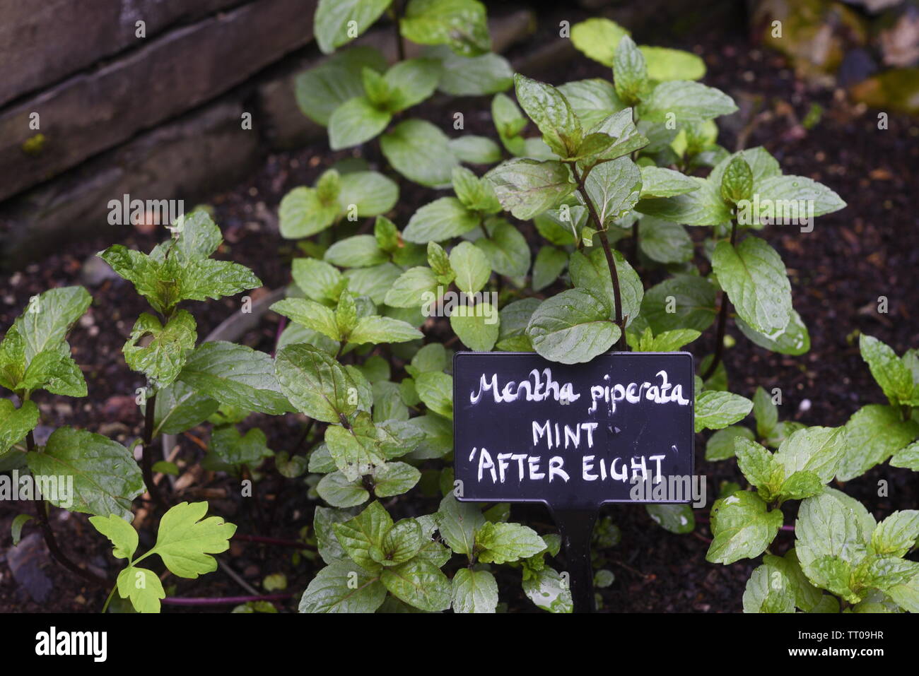 Mentha piperita chocolate hi-res stock photography and images - Alamy