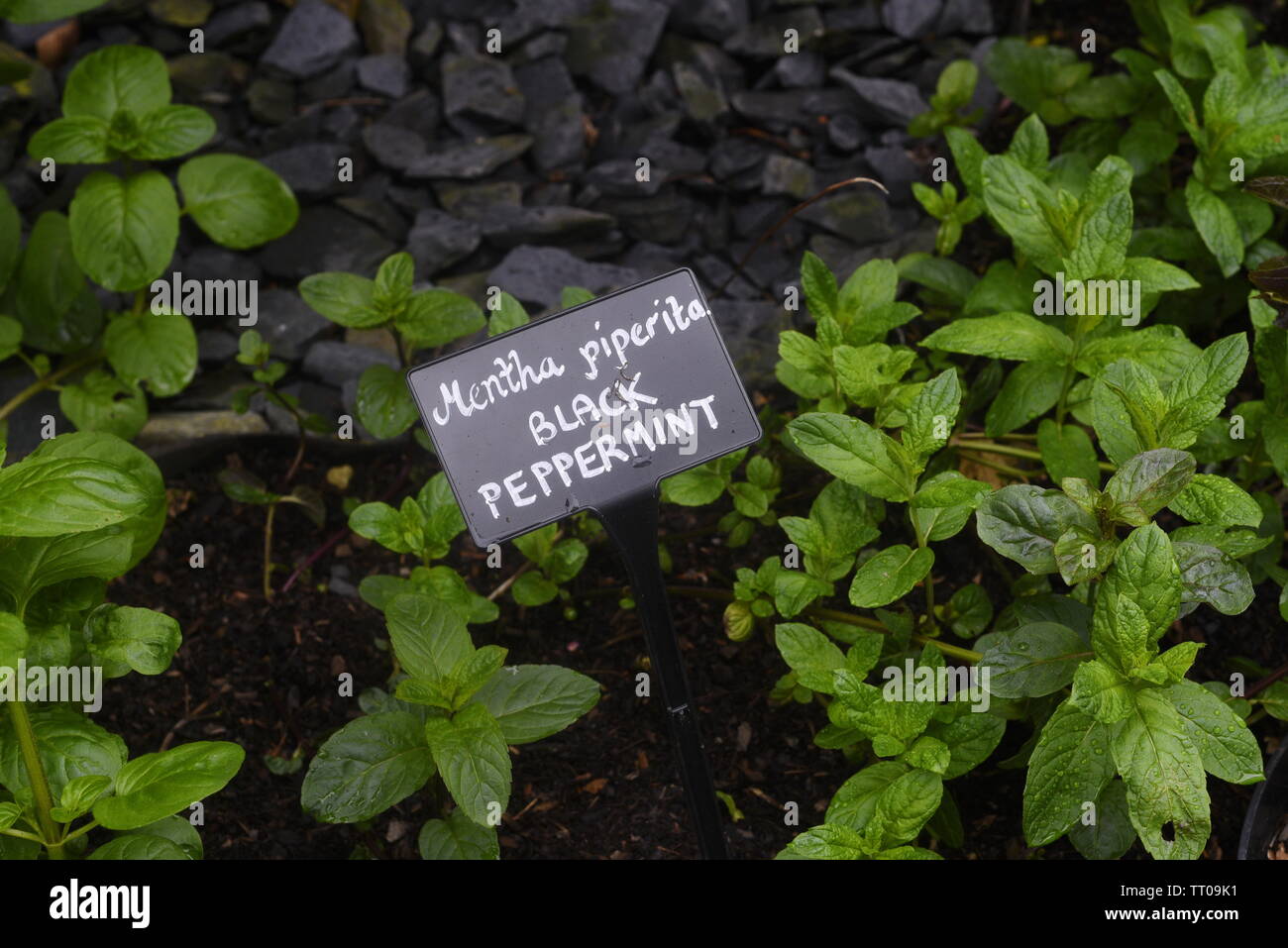 Peppermint mentha piperita hi-res stock photography and images - Alamy