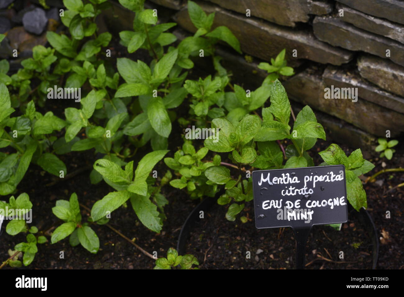 Eau de cologne mint variety hi-res stock photography and images - Alamy