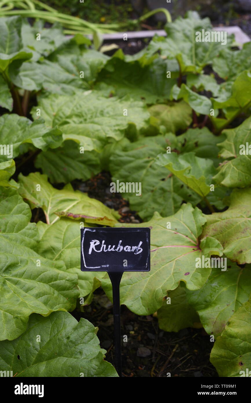 A rhubarb patch on an allotment garden in the UK Stock Photo - Alamy