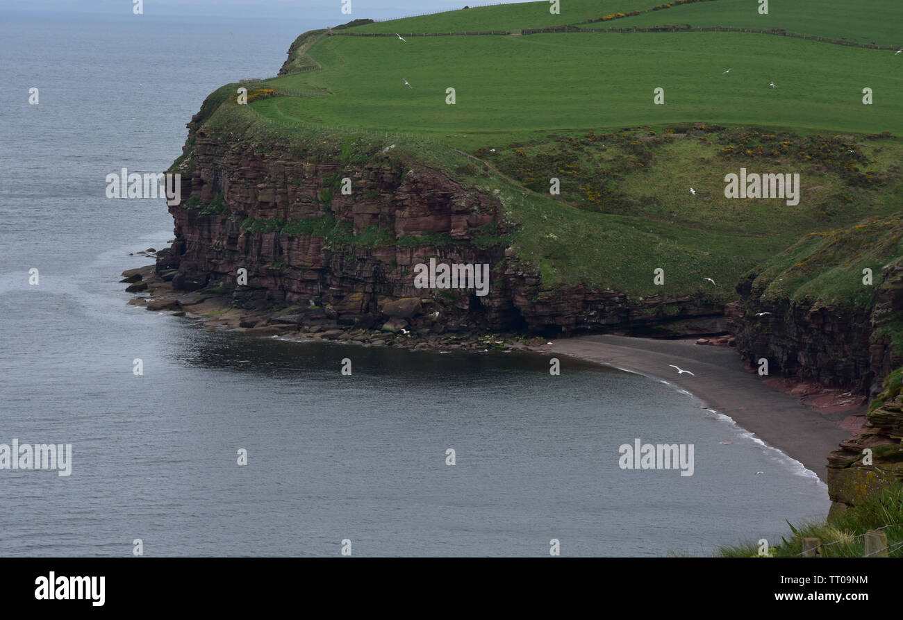 Sandstone sea cliffs above Fleswick Bay with a beautiful sand beach ...