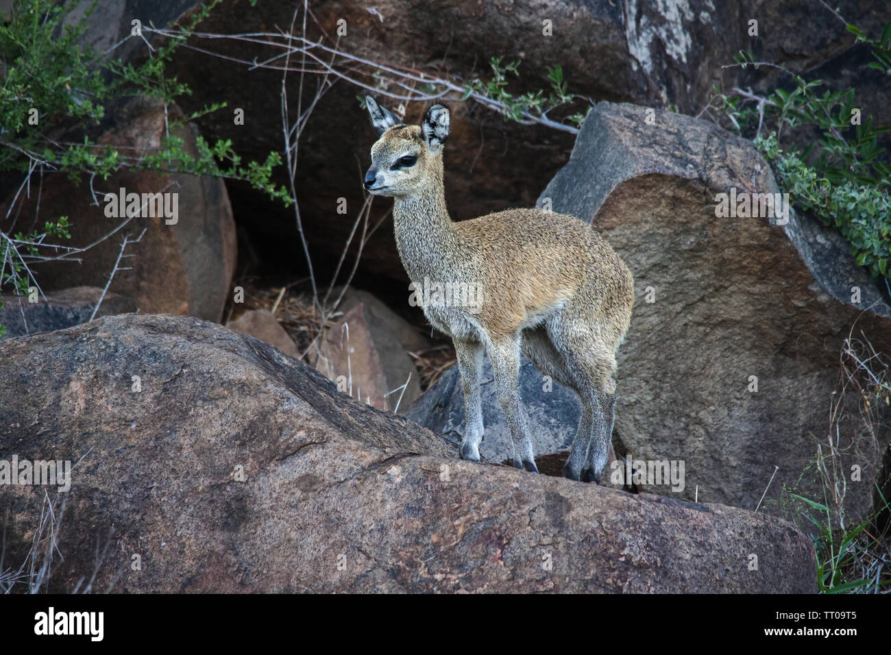 Female klipspringer hi-res stock photography and images - Alamy