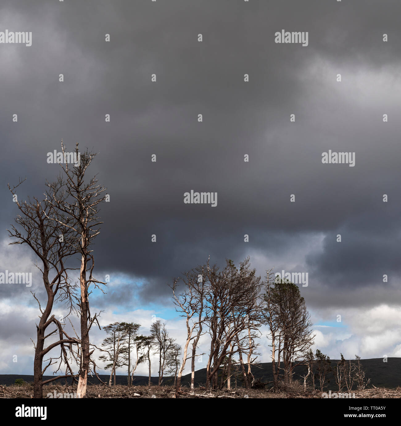 Pale tree trunks hi-res stock photography and images - Alamy