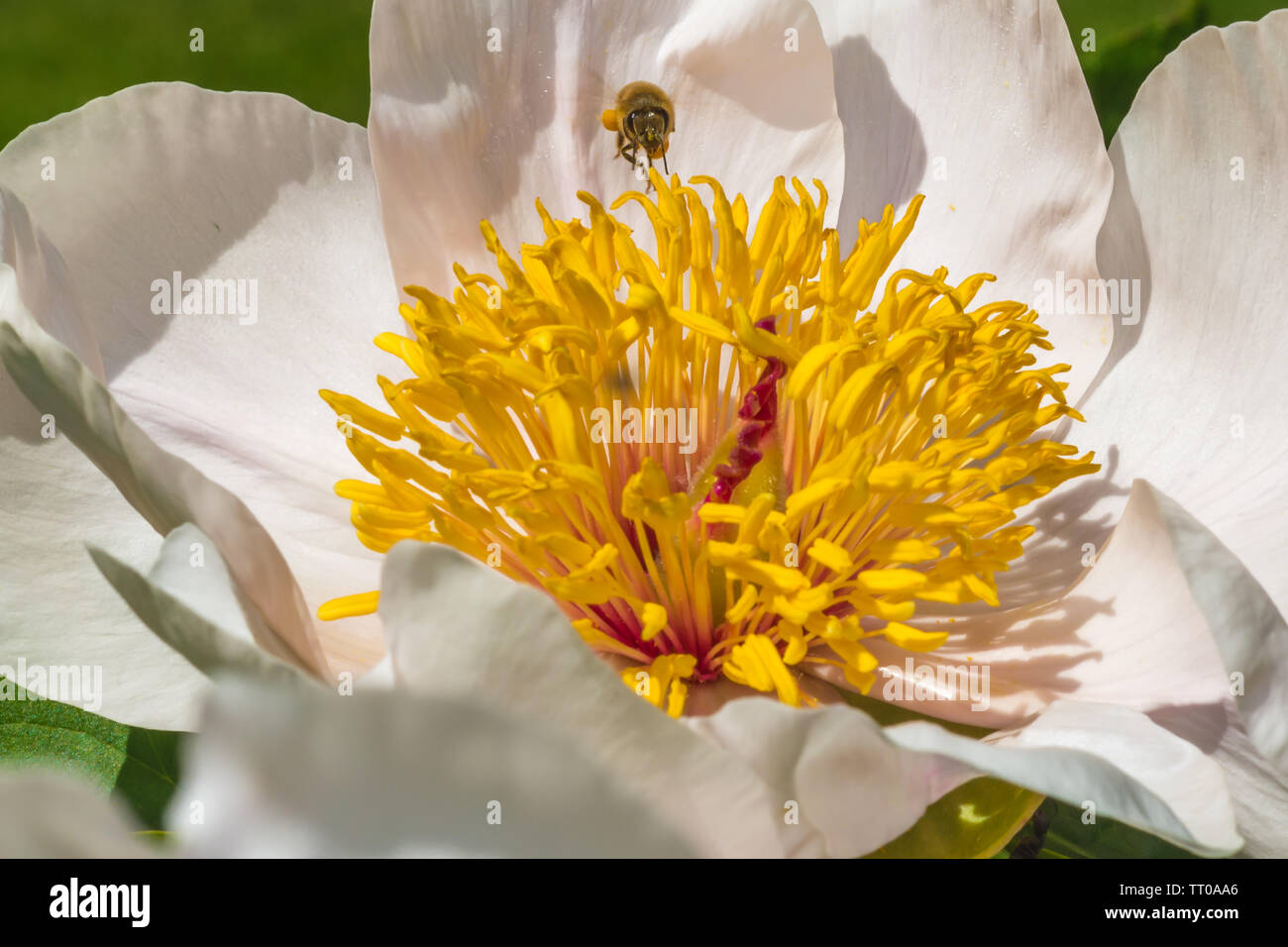 White peony flower with honey bee Stock Photo - Alamy