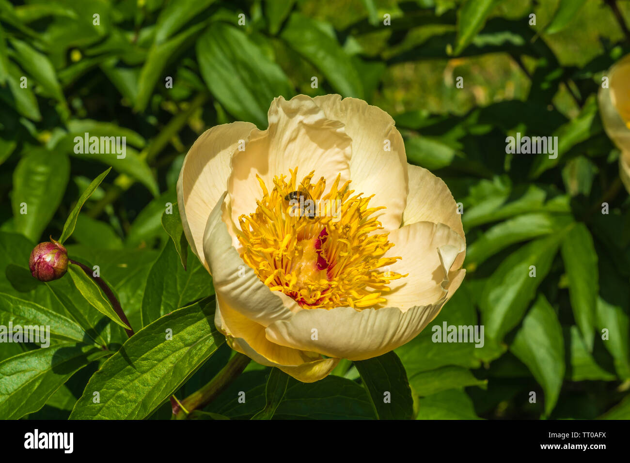 White peony flower with honey bee Stock Photo - Alamy