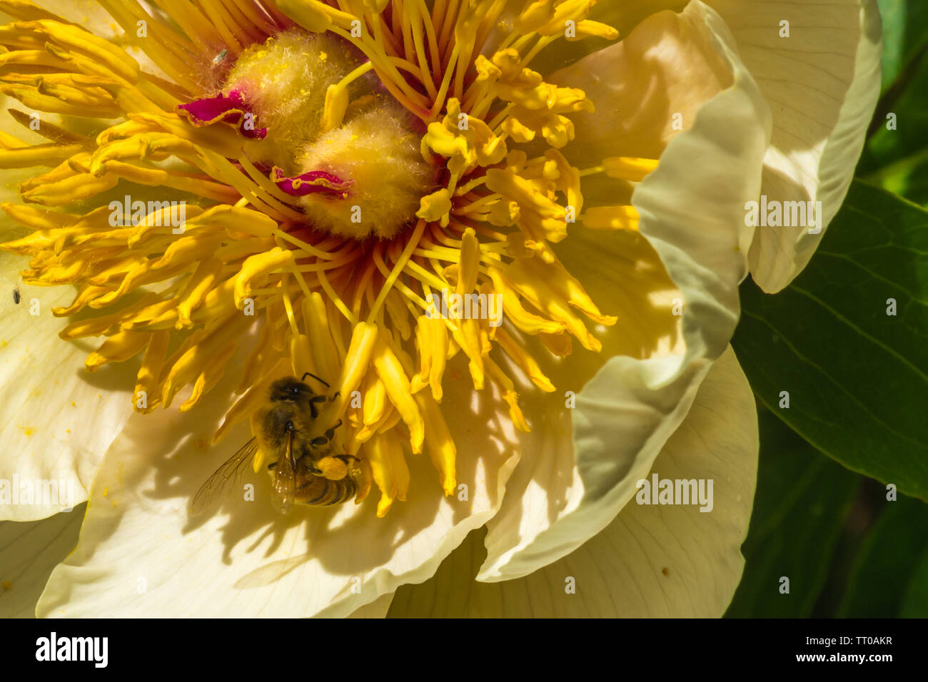 White peony flower with honey bee Stock Photo - Alamy