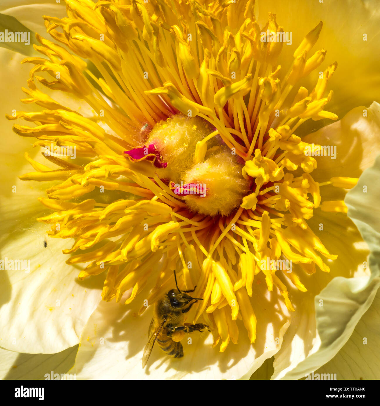 Peony flower with bee hi-res stock photography and images - Alamy