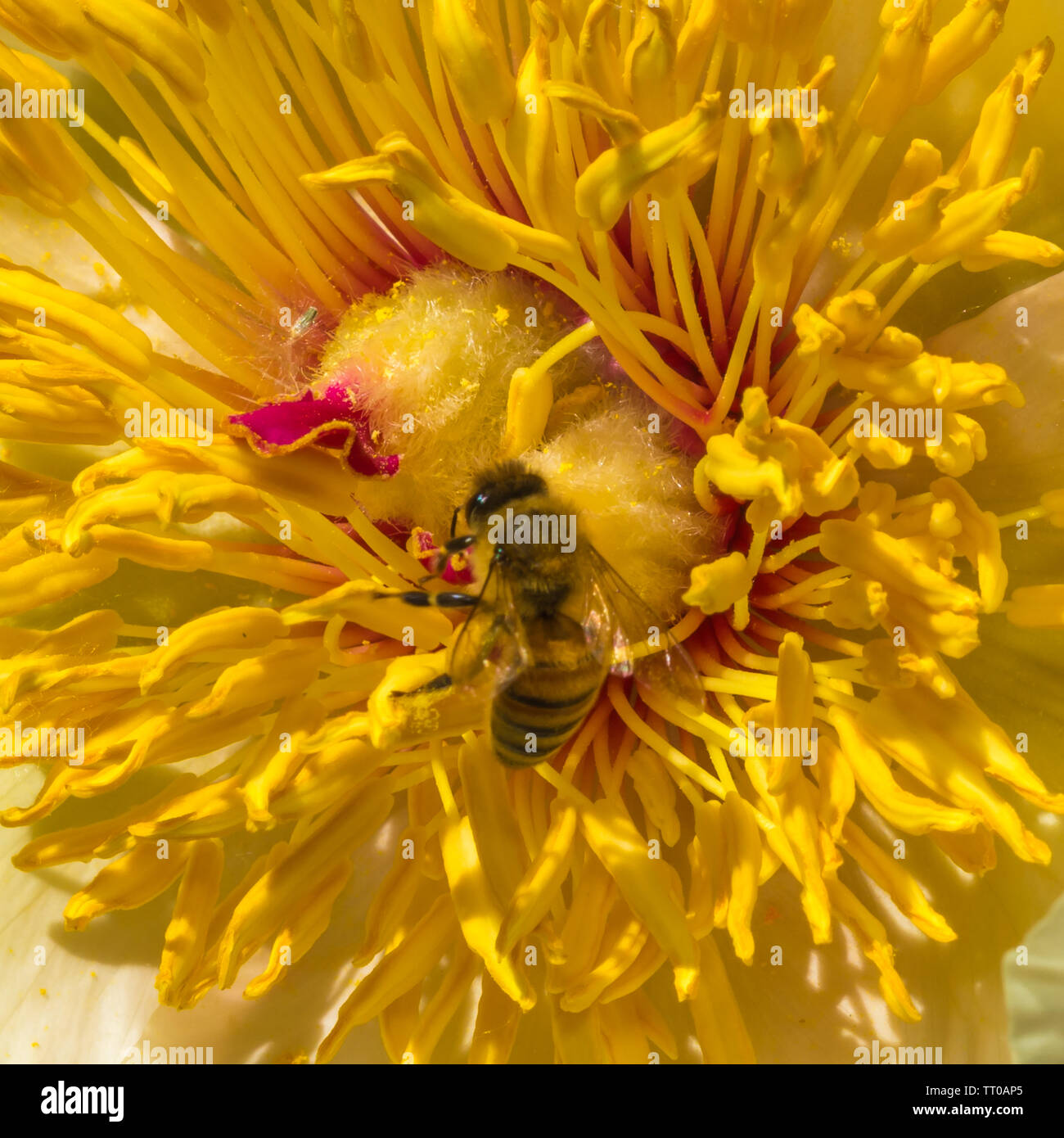White peony flower with honey bee Stock Photo - Alamy